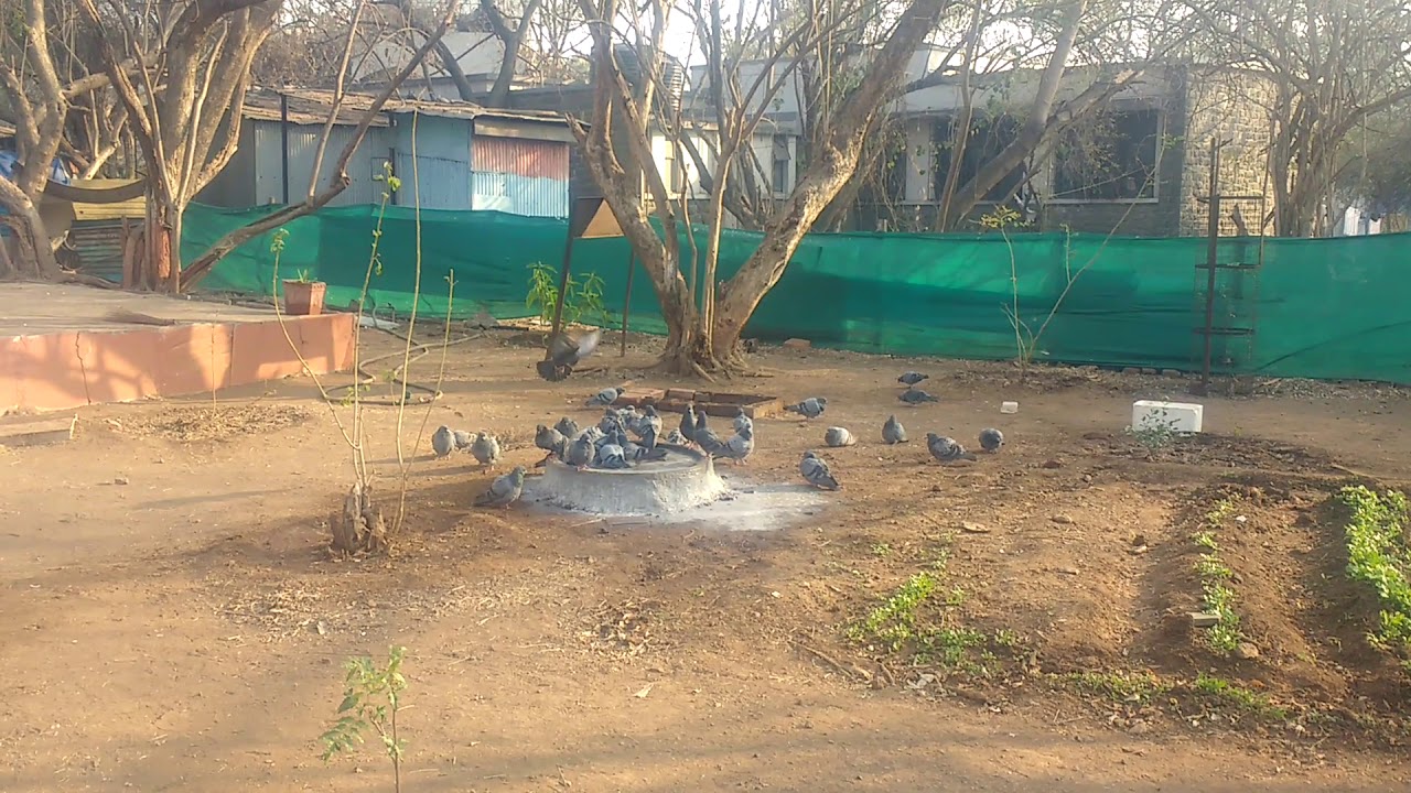 Parva bath ,sppu Garden - YouTube