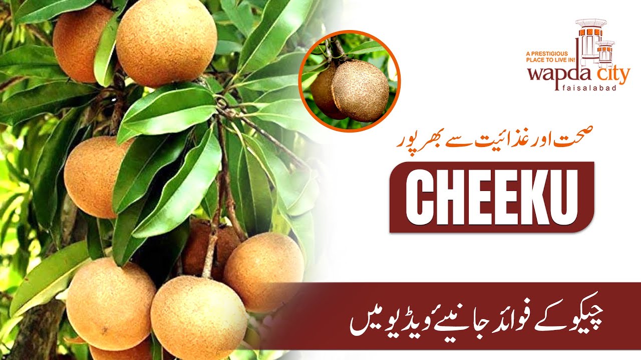Cheeku Fruit Trees in WAPDA City - YouTube