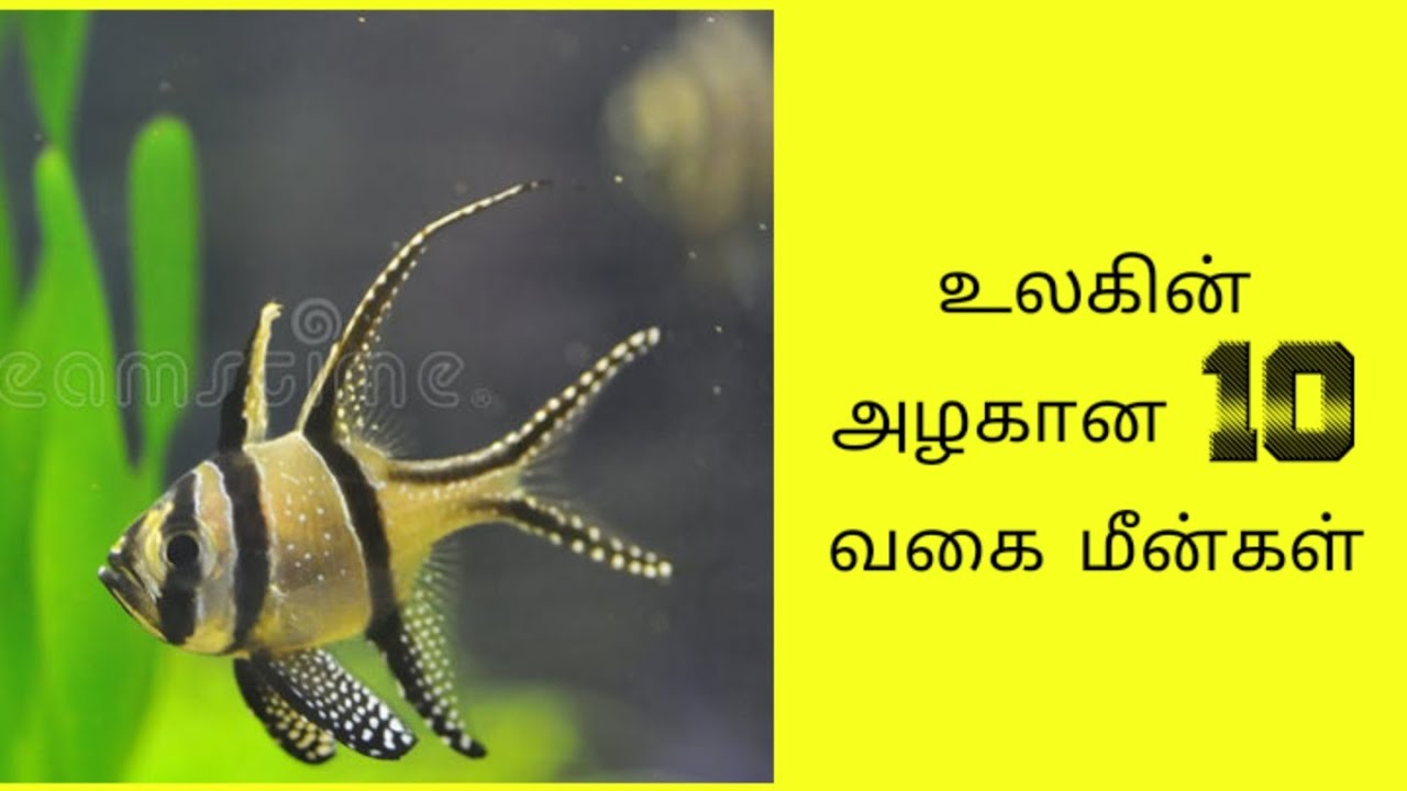 உலகின் அழகிய மீன் வகைகள் 10 top 10 fish variety tamil - YouTube
