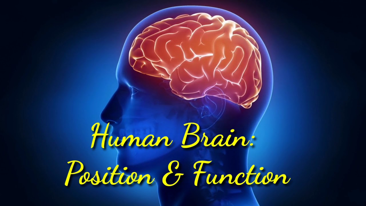 Human Brain: Position & Function #Brain #HumanBrain - YouTube
