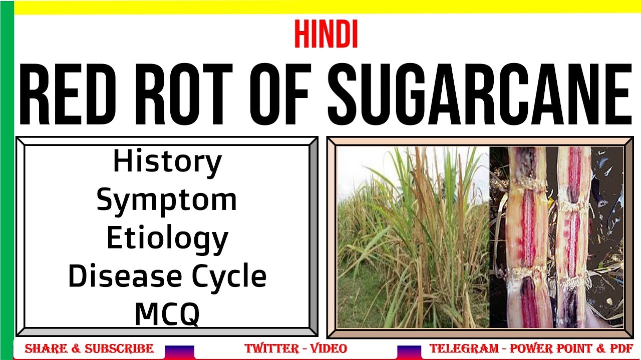 Red Rot of Sugarcane, History, Symptom, Etiology, Disease Cycle, MCQ ...