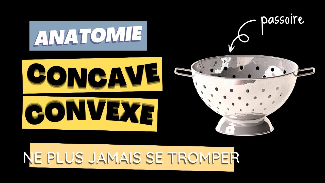 ANATOMIE - Concave & Convexe - YouTube