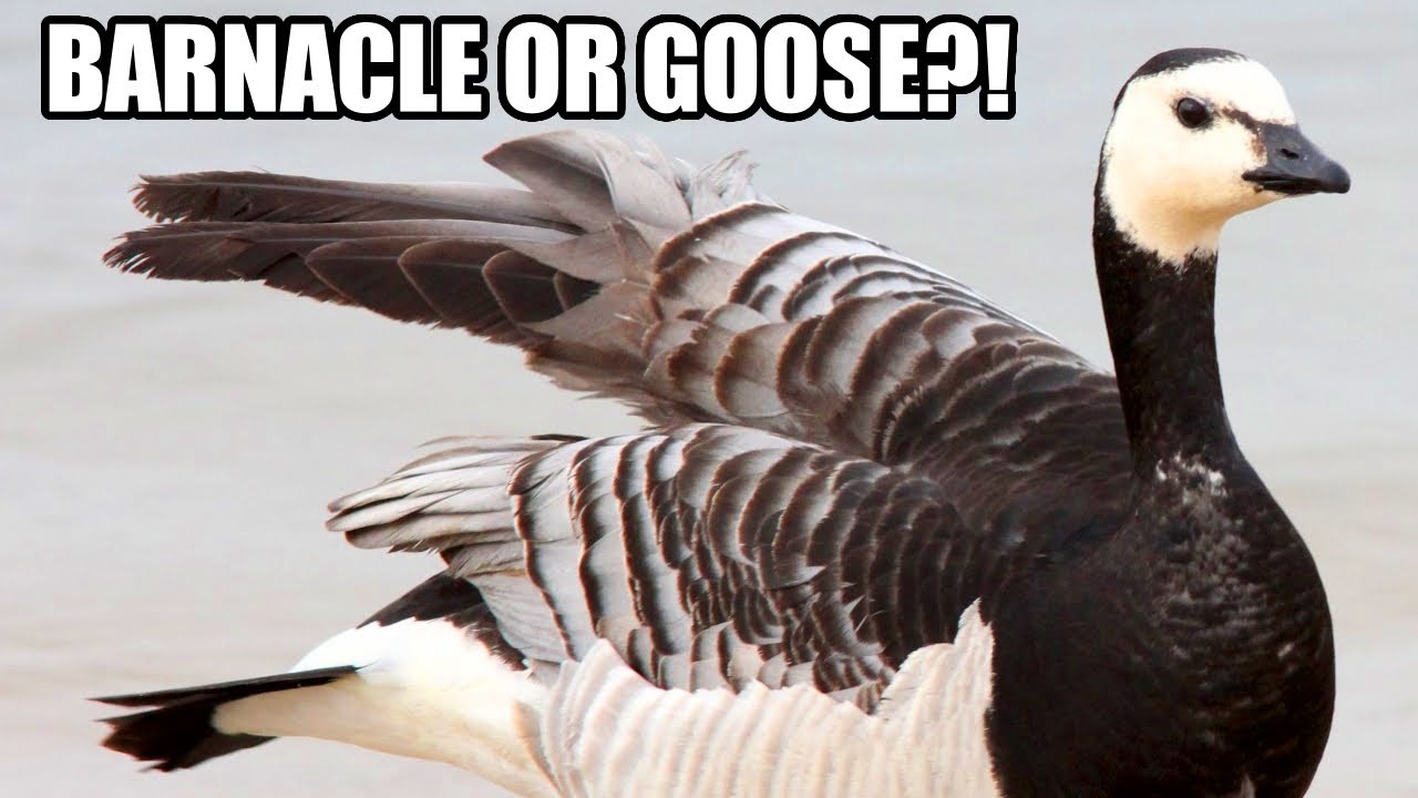 Barnacle Goose Facts: a GOOSE BARNACLE?! | Animal Fact Files - YouTube