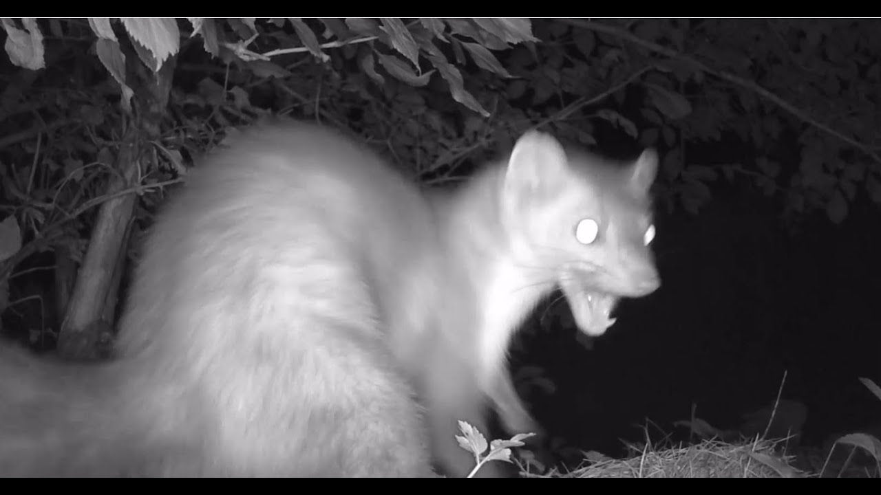 Brief encounters of various forest animals on camera | Trail camera ...