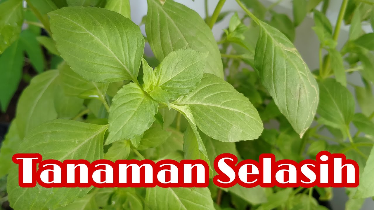 Tanaman Selasih | Semai Biji Selasih Sampai Tumbuh Subur - YouTube