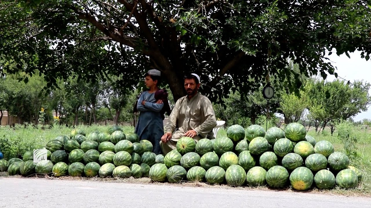 خوست کې سږ کال د هندواڼو حاصلات ډېر شوي Youtube