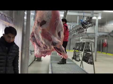 MEZBAHA BÜYÜKBAŞ KESİM VE İZLENEBİLİRLİK SİSTEMİ