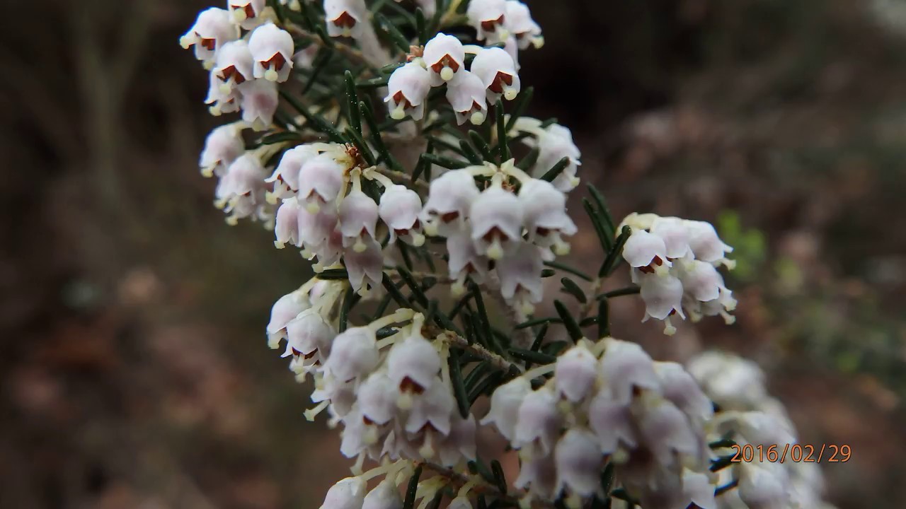 Erica arborea tree heath giant heather - YouTube