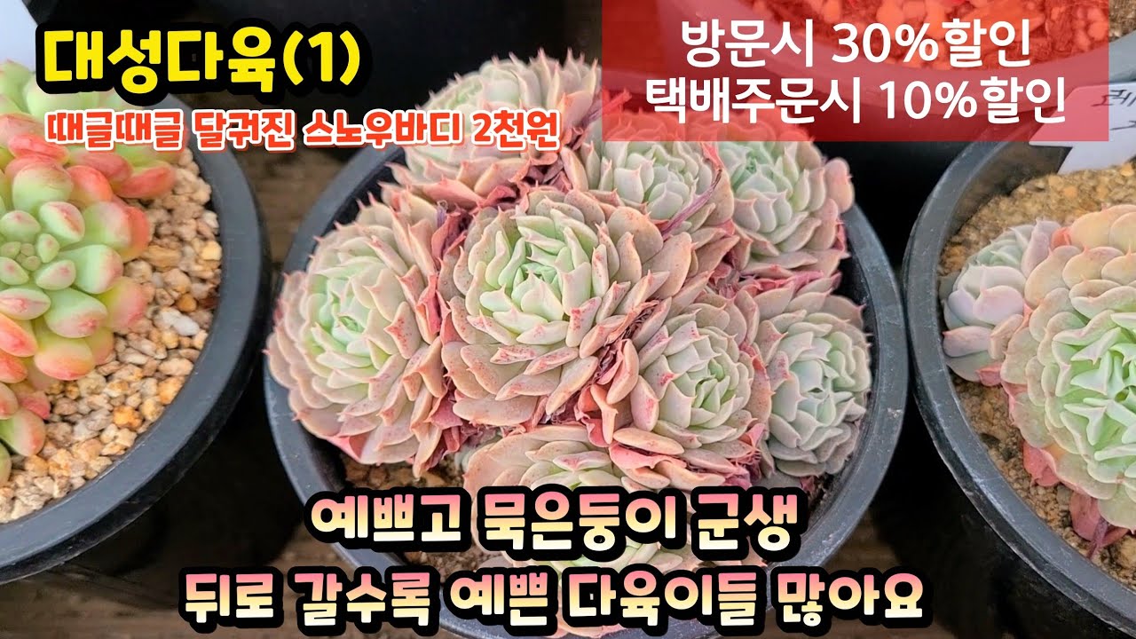 대성다육1 새로들어온 묵은둥이 군생들 예쁜 다육이들이 많이 들어왔네요 뒤로 갈수록 더 예뻐요 레블루션 Youtube