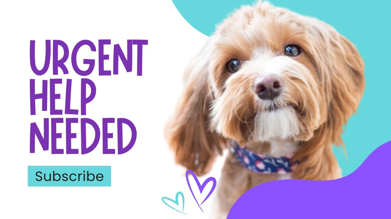 URGENT: Florida Dog Shelter Closing – 22 Dogs Need Homes ASAP! - YouTube