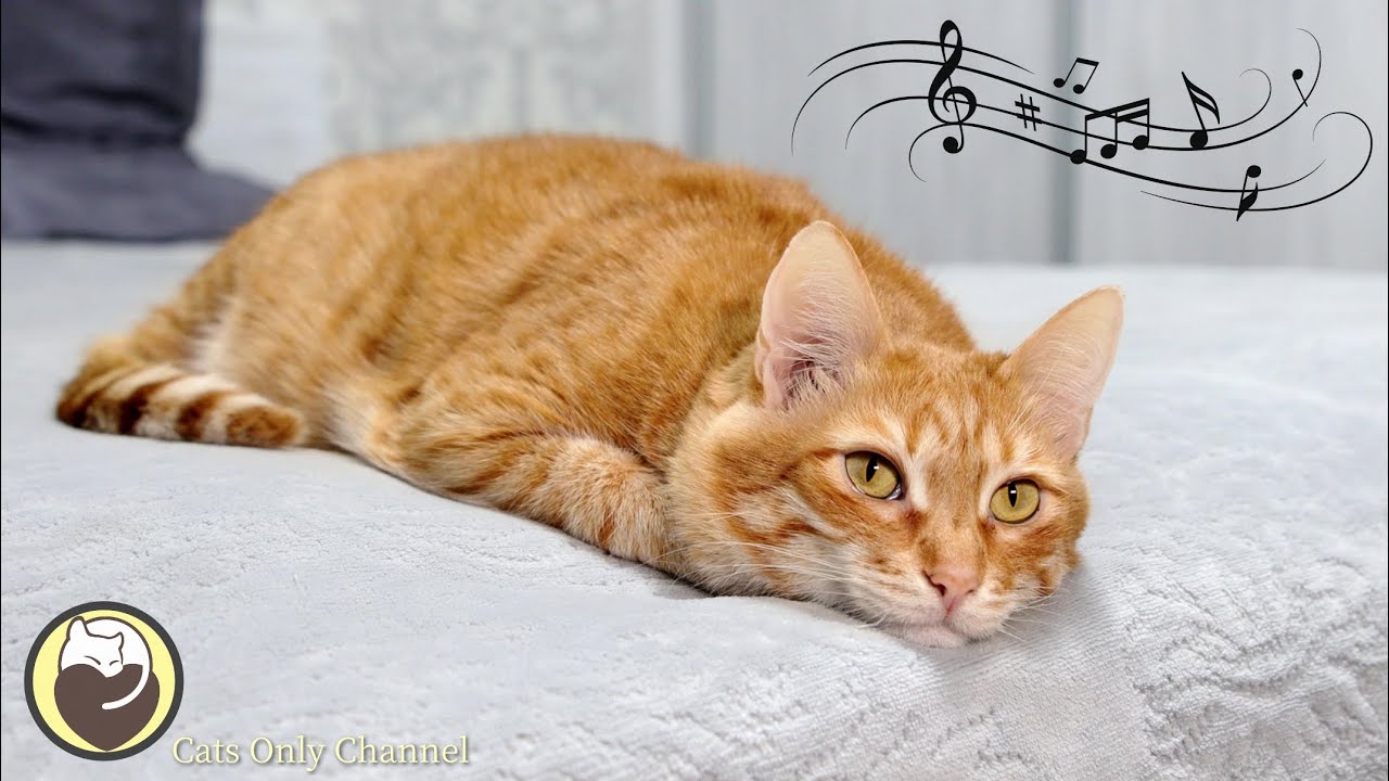 Music for Cats - Harp Music for Relaxation and Anxiety Relief - YouTube