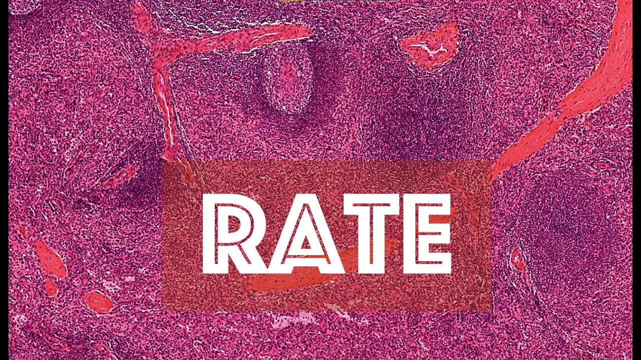LA RATE (partie 1) - HISTOLOGIE - YouTube