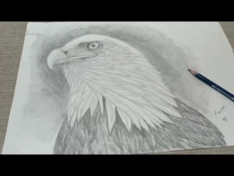 Eagle Drawing for beginners | pencil drawing and shading techniques ...