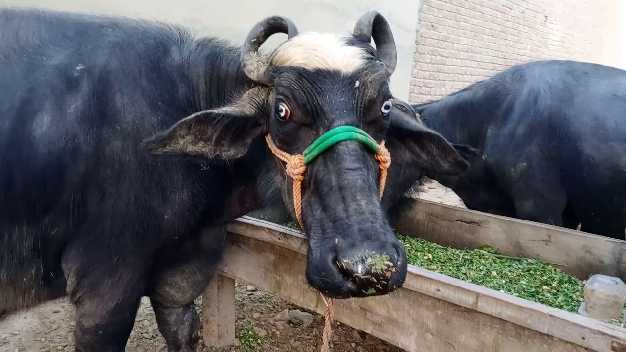 Watch nili Ravi buffalo for sale 4_2_2020 in Punjab Pakistan on YouTube ...