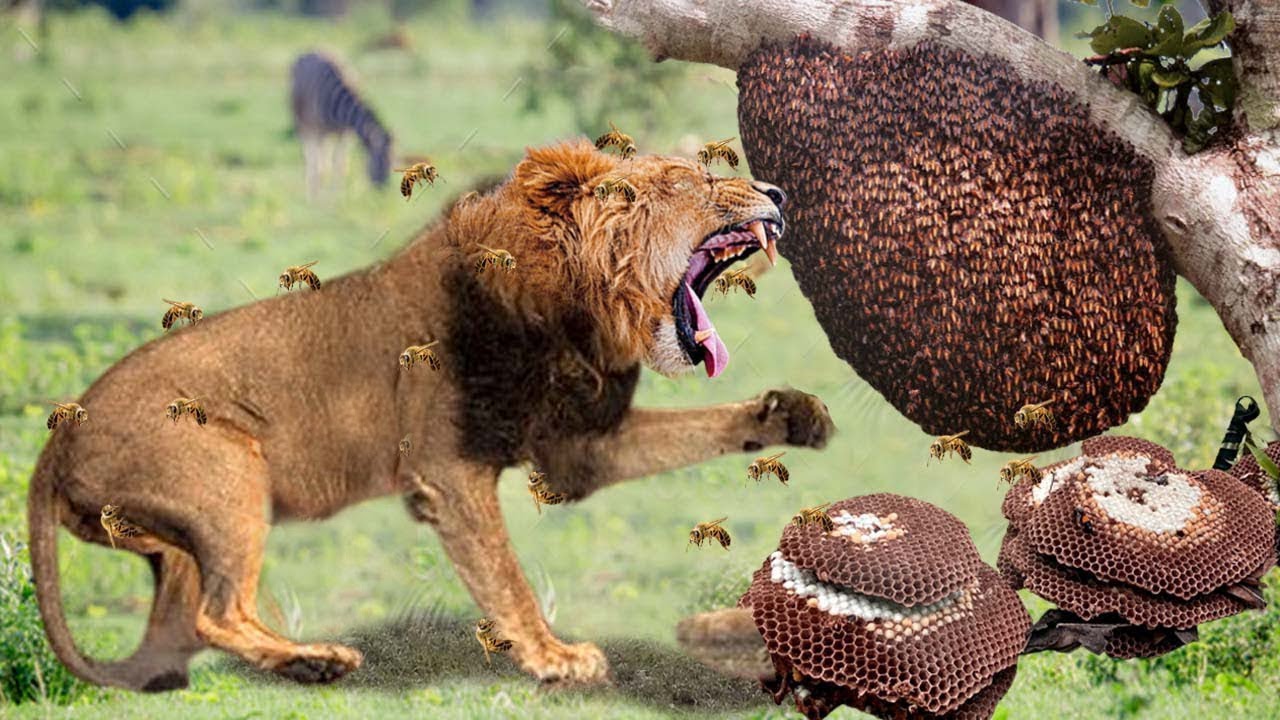 What Happens When Lion Dares To Attack A Big Beehive? - YouTube