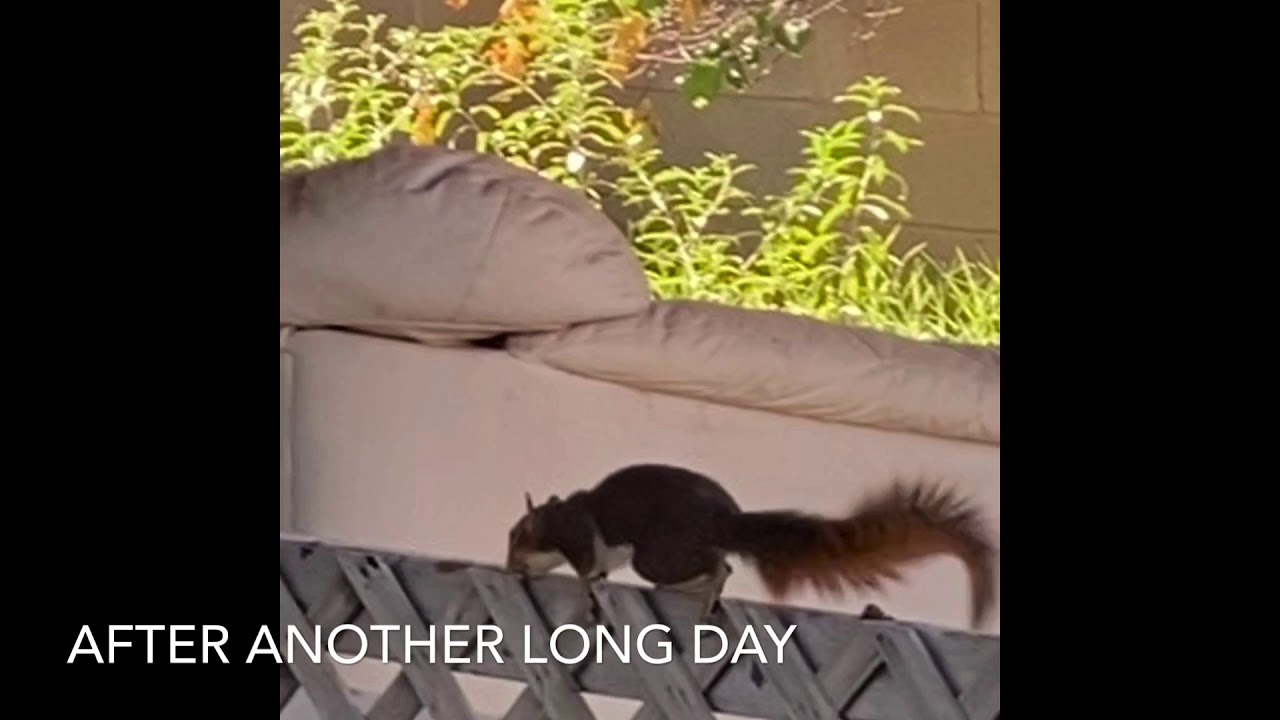 Exhausted Squirrel - YouTube