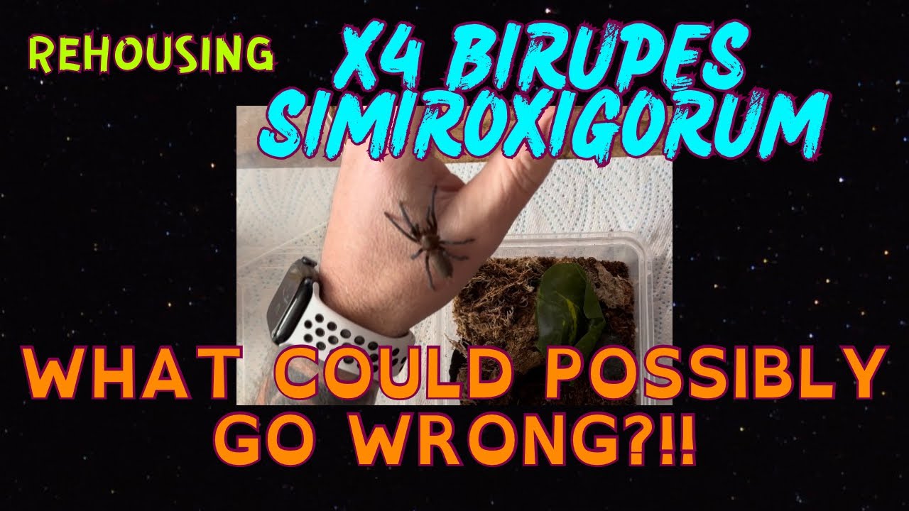 Birupes Simoroxigorum x4 Rehouse!.. What Could Possibly Go Wrong ...