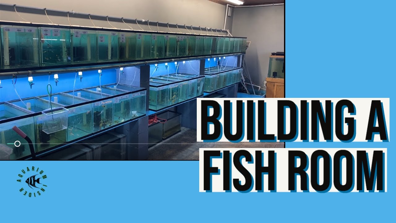 Setting up a fish room? Check this out before! - YouTube