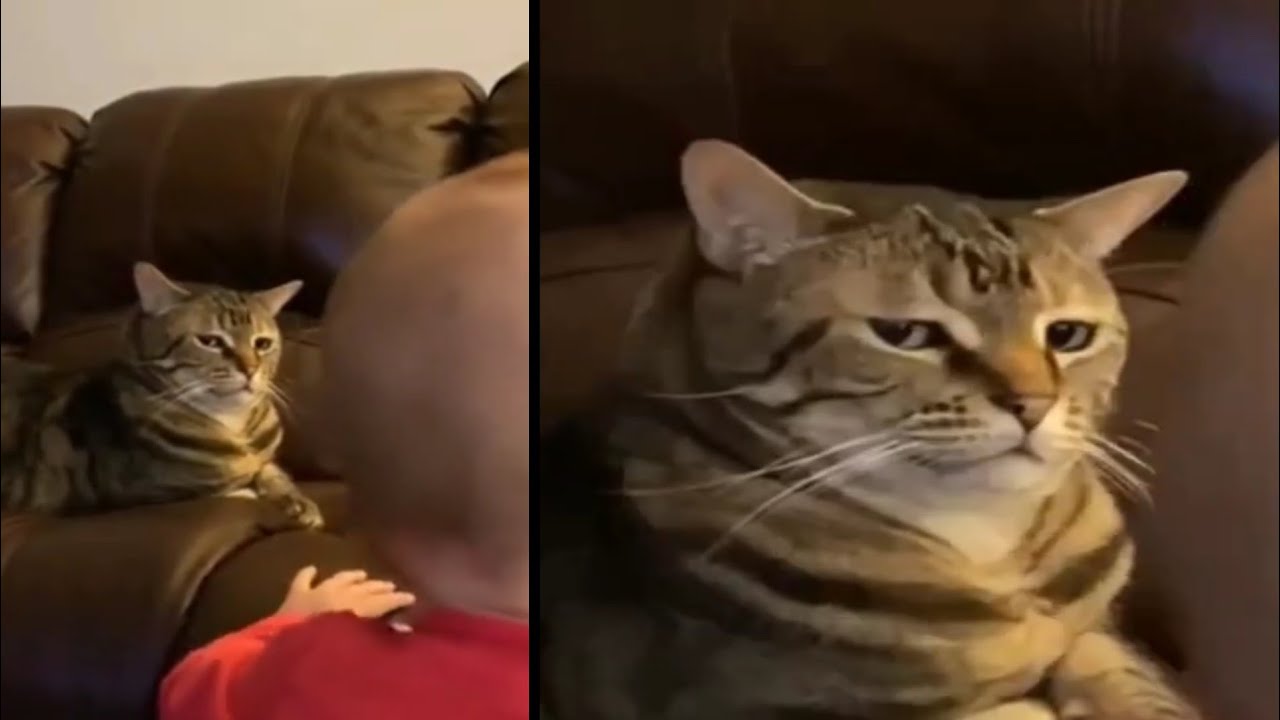 Wtf meme || Cat facial expression is killing - YouTube