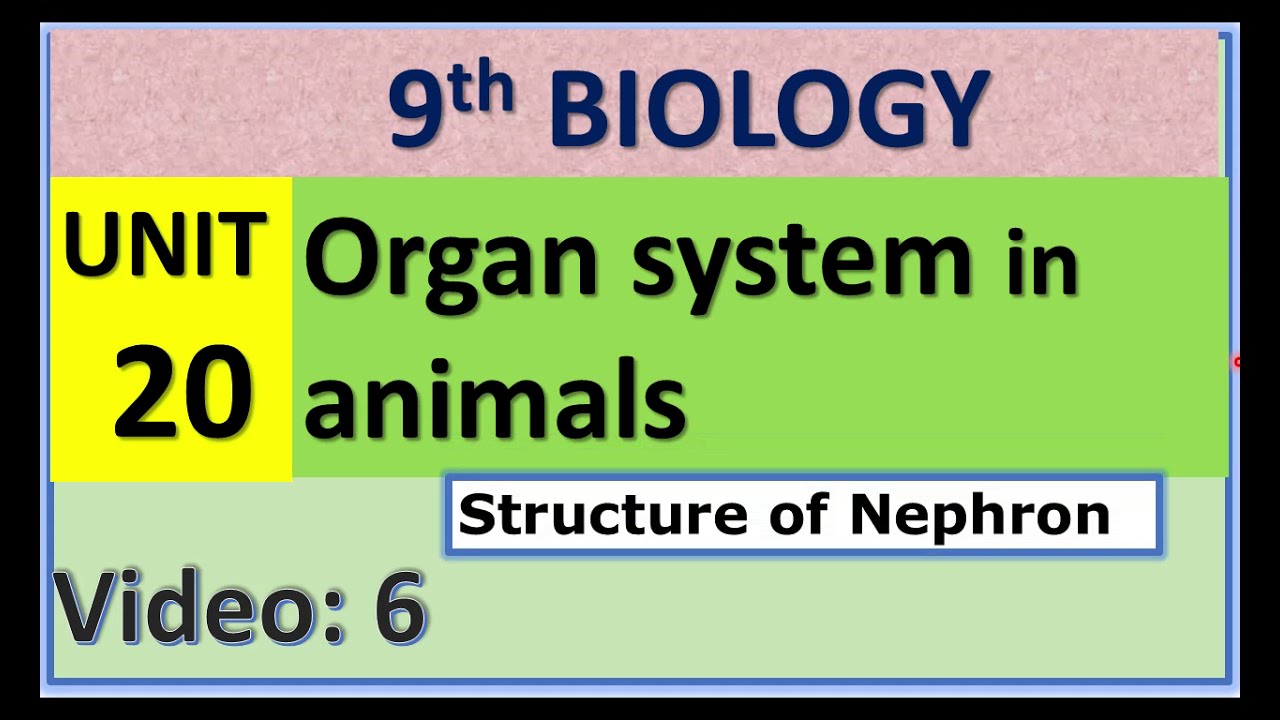 6) 9th Biology, Unit:20 Organ systems in animals (Nephron & Urine ...