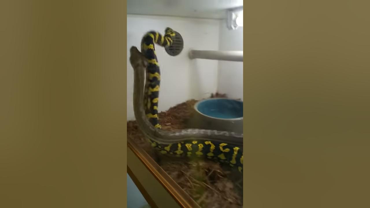 How To Sex Pythons Via Combat Youtube