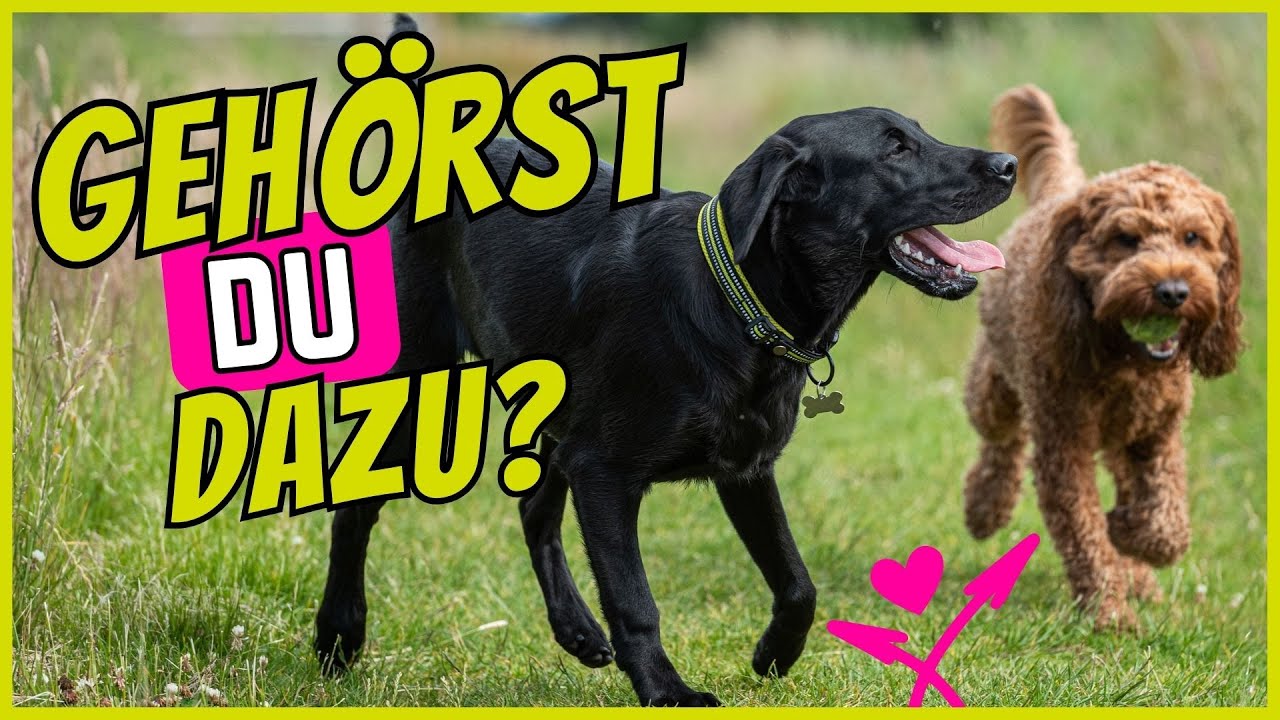12 Zeichen, dass dein Hund dich als sein Rudel betrachtet - YouTube