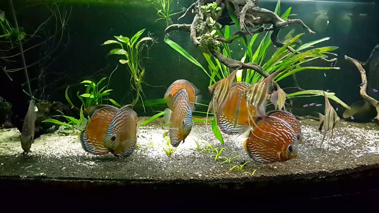 Alenquer red semi Royal discus altum atabapo wild 240516 - YouTube