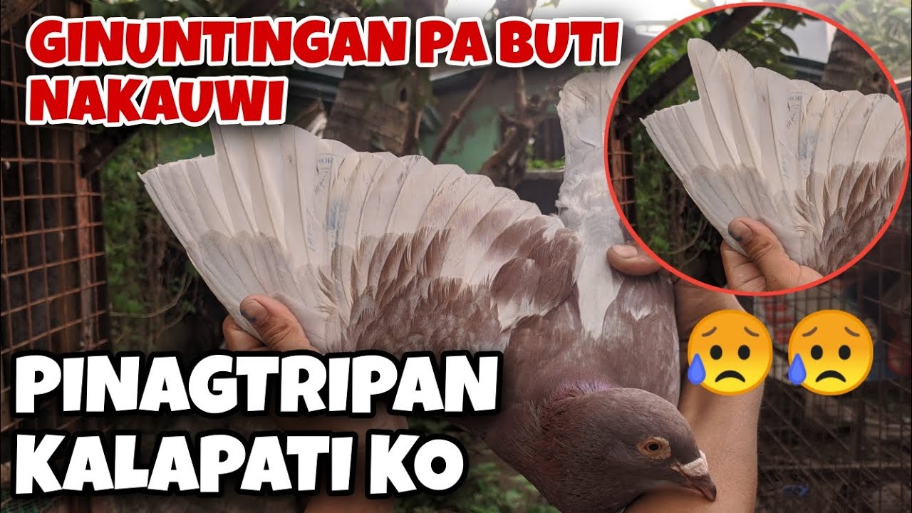 NAKAUWI PA KALAPATI KO KAHIT NA GUNTING ANG PAKPAK GRABE😥!!KINAWAWA ...