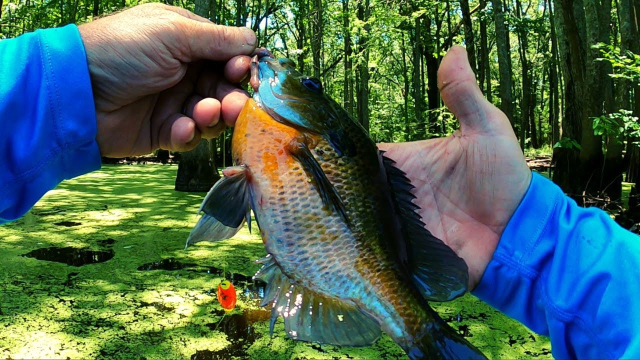 Hot summer Bluegills - Bream fishing - YouTube