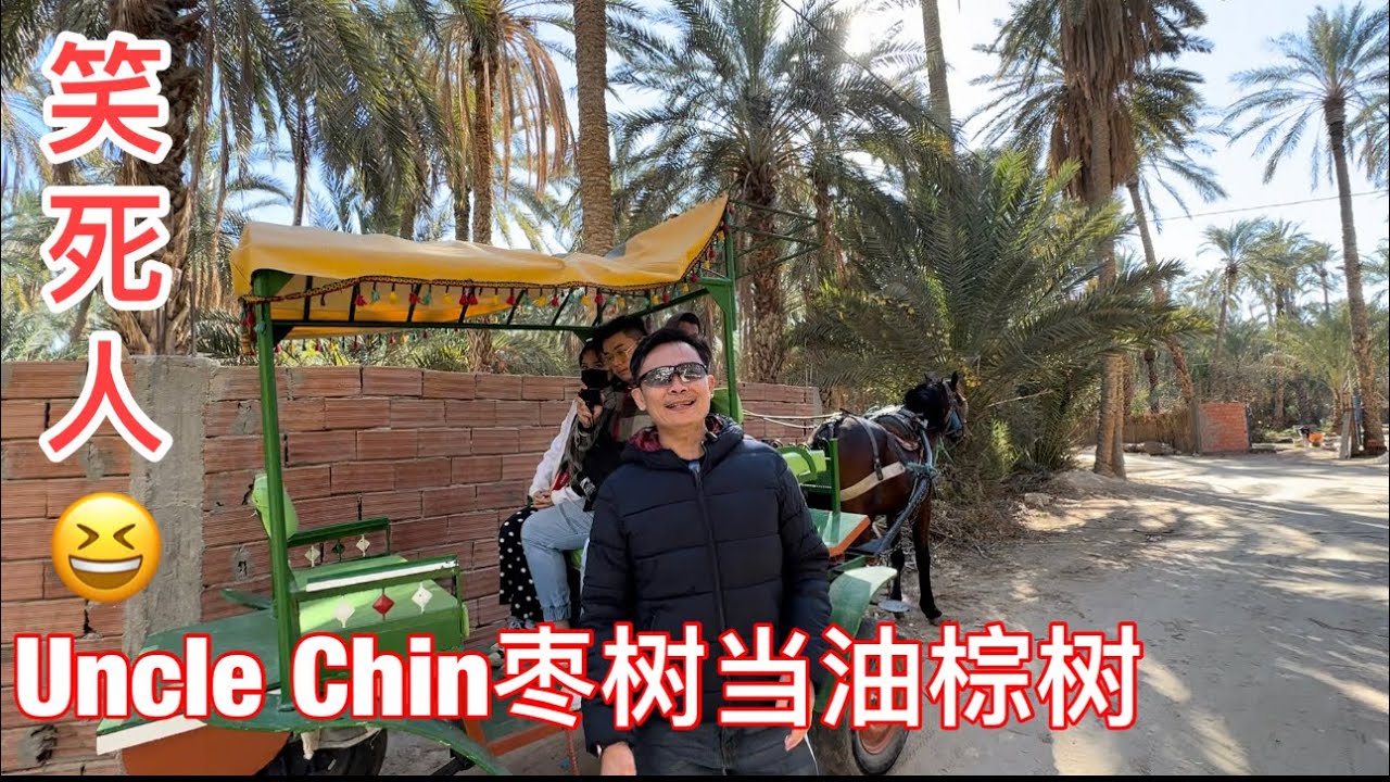 Uncle Chin枣树当大马油棕树笑死人，不体验不知道原来自己这么山巴的，Tunisia国家是最出名的土产蜜枣 ，因为枣树 跟油棕树是好像的 ...