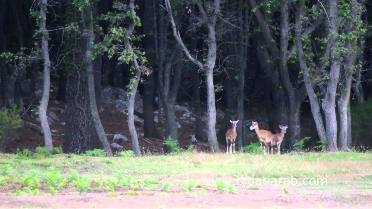 Mufloni s otoka Raba - Croatia Rab Dundo - YouTube