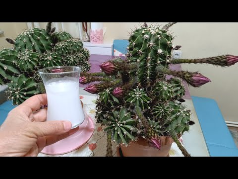KAKTÜS BAKIMI 🌵 KAKTÜSLER HEMEN ÇİÇEK AÇSIN İSTİYORSANIZ BU KÜRDEN HEMEN VERİN