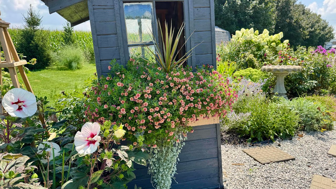 Summer garden in full bloom | Beautiful August cut-flowers | garden ...