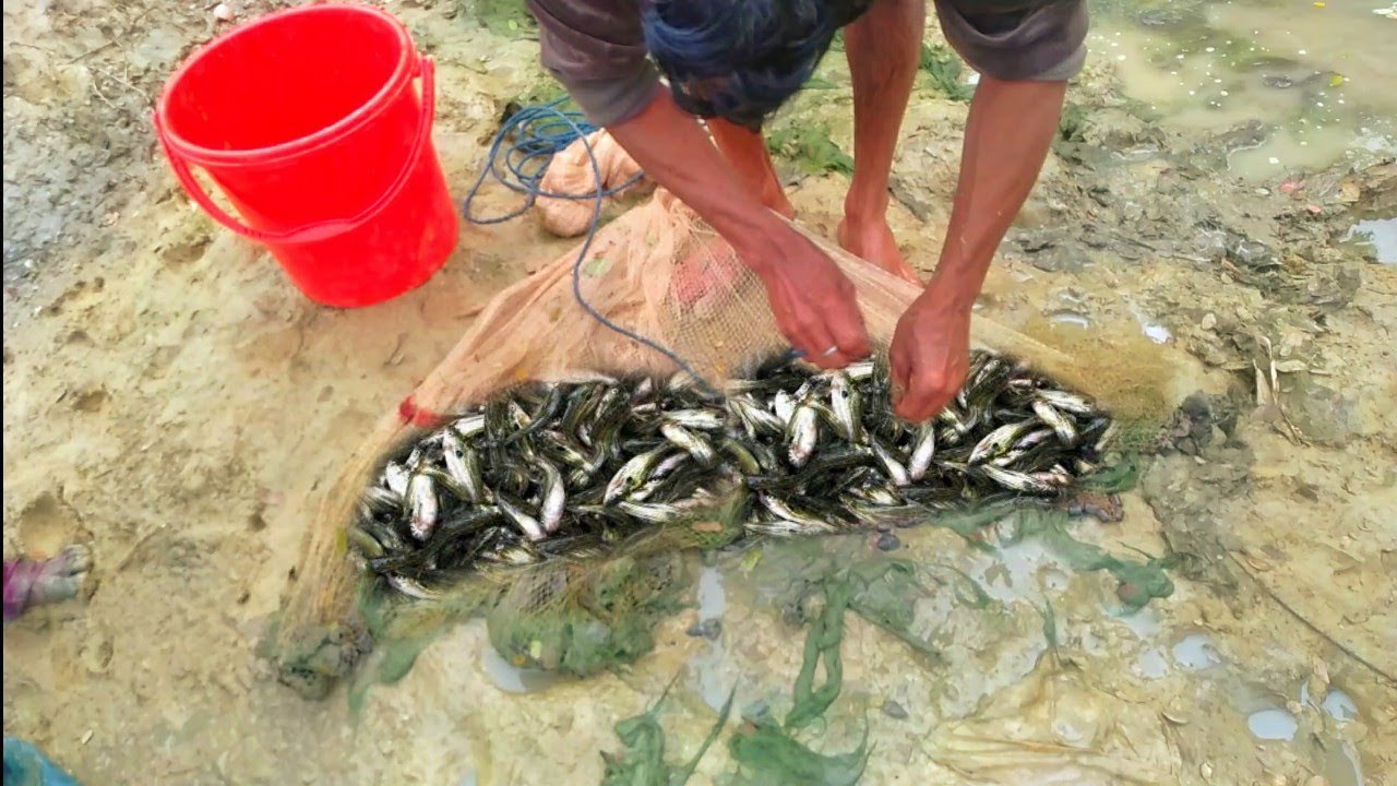 ঝাঁকি জাল দিয়ে ছোট মাছ ধরার সুন্দর ভিডিও l Nice video of catching ...