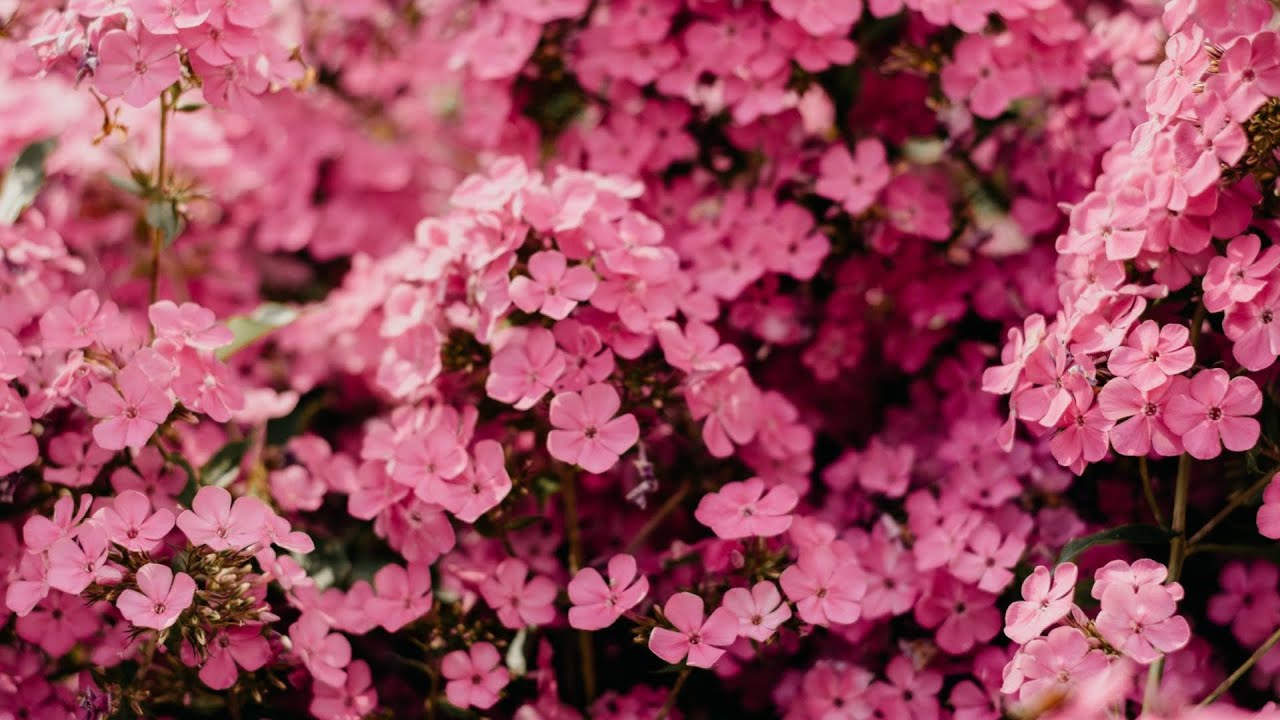 INSPIRAÇÃO ROSA: 35 PALETAS COM 105 TONS - fotos que ESTIMULAM ...