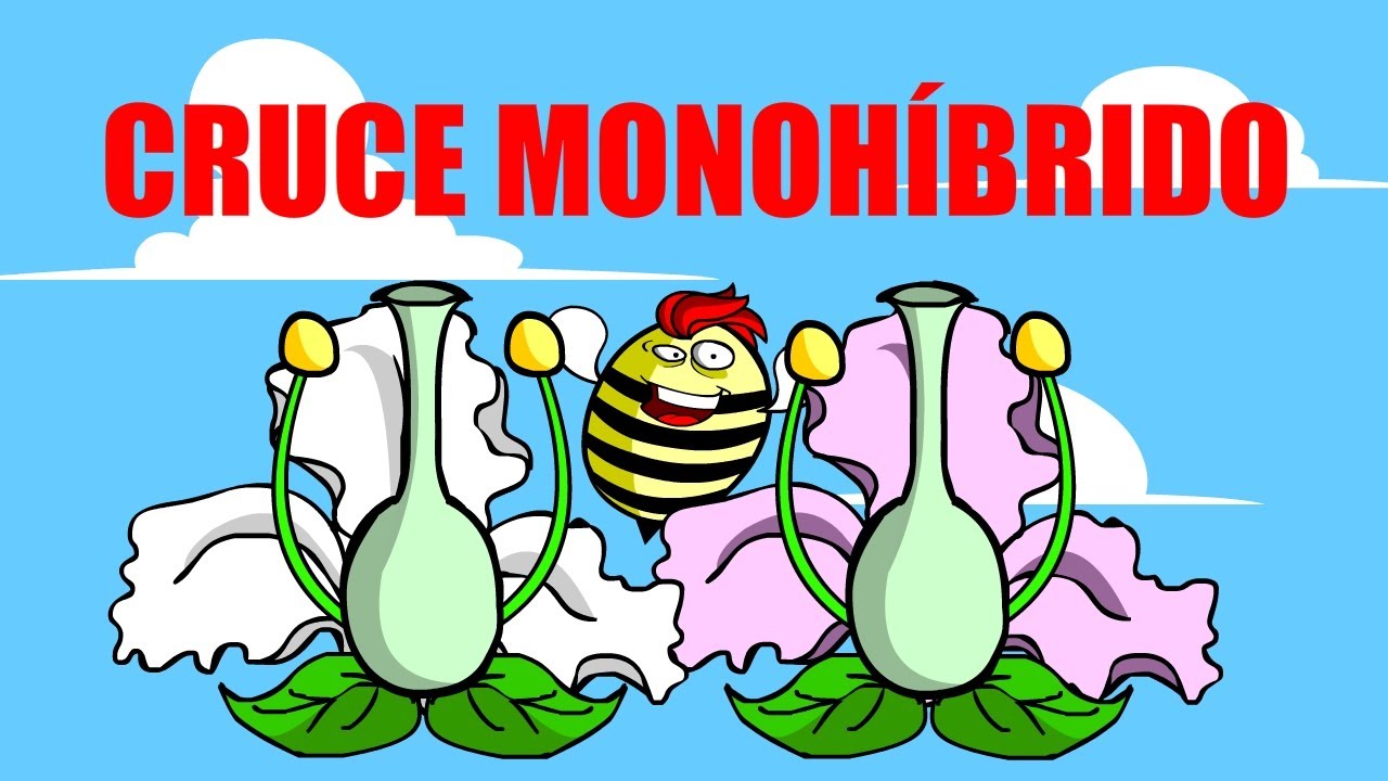 CRUCES MONOHÍBRIDOS Teoría, Concepto y Ejercicio🌷 🌼 - YouTube