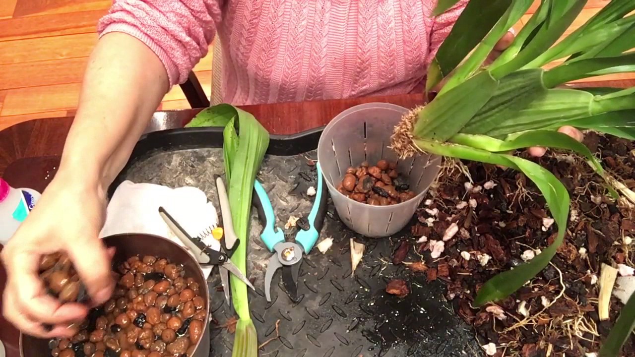 Repotting Oncidium Sharry Baby - YouTube