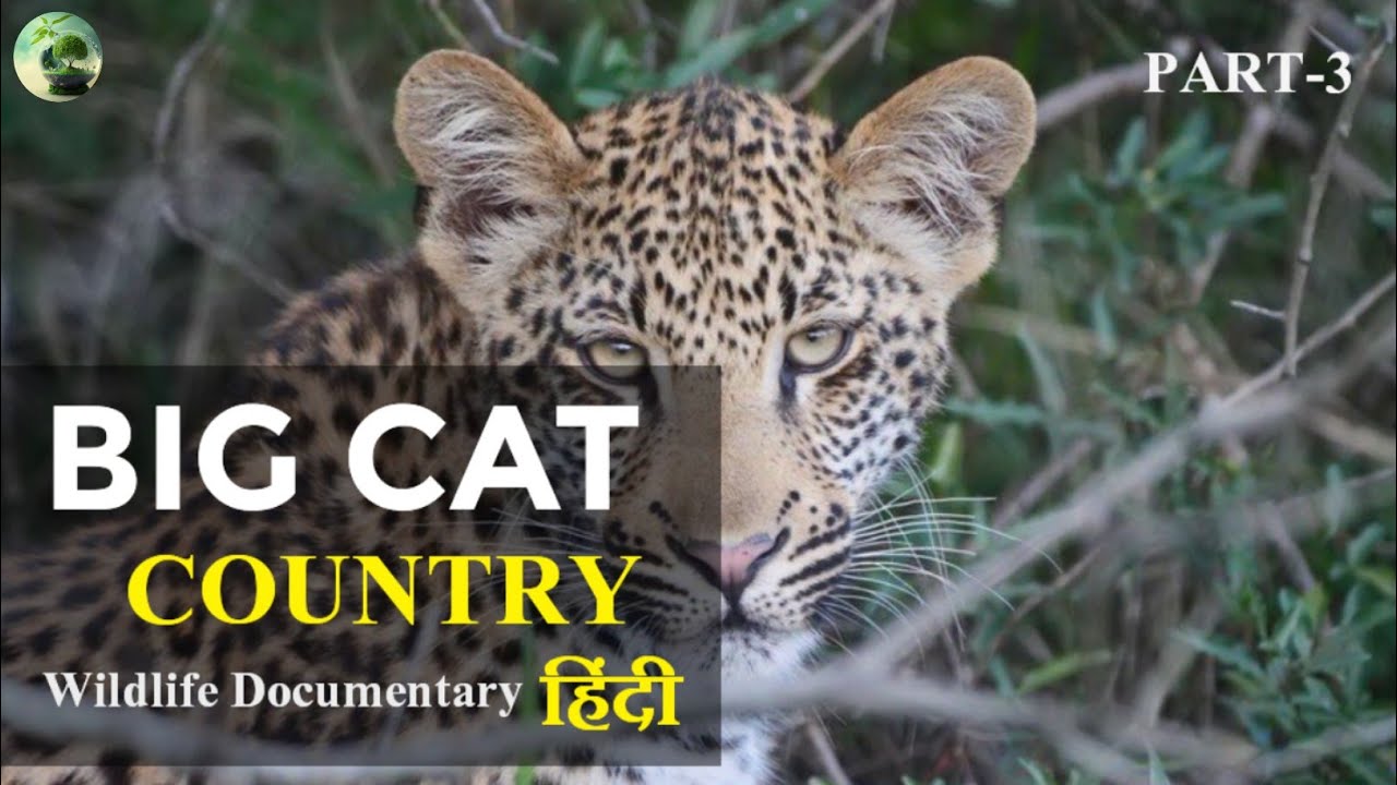 Big Cat Country, तंजानिया [2024] हिन्दी डॉक्यूमेंट्री | Wild World ...
