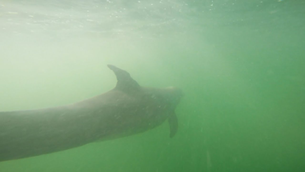 GoPro Underwater Dolphin Video - YouTube