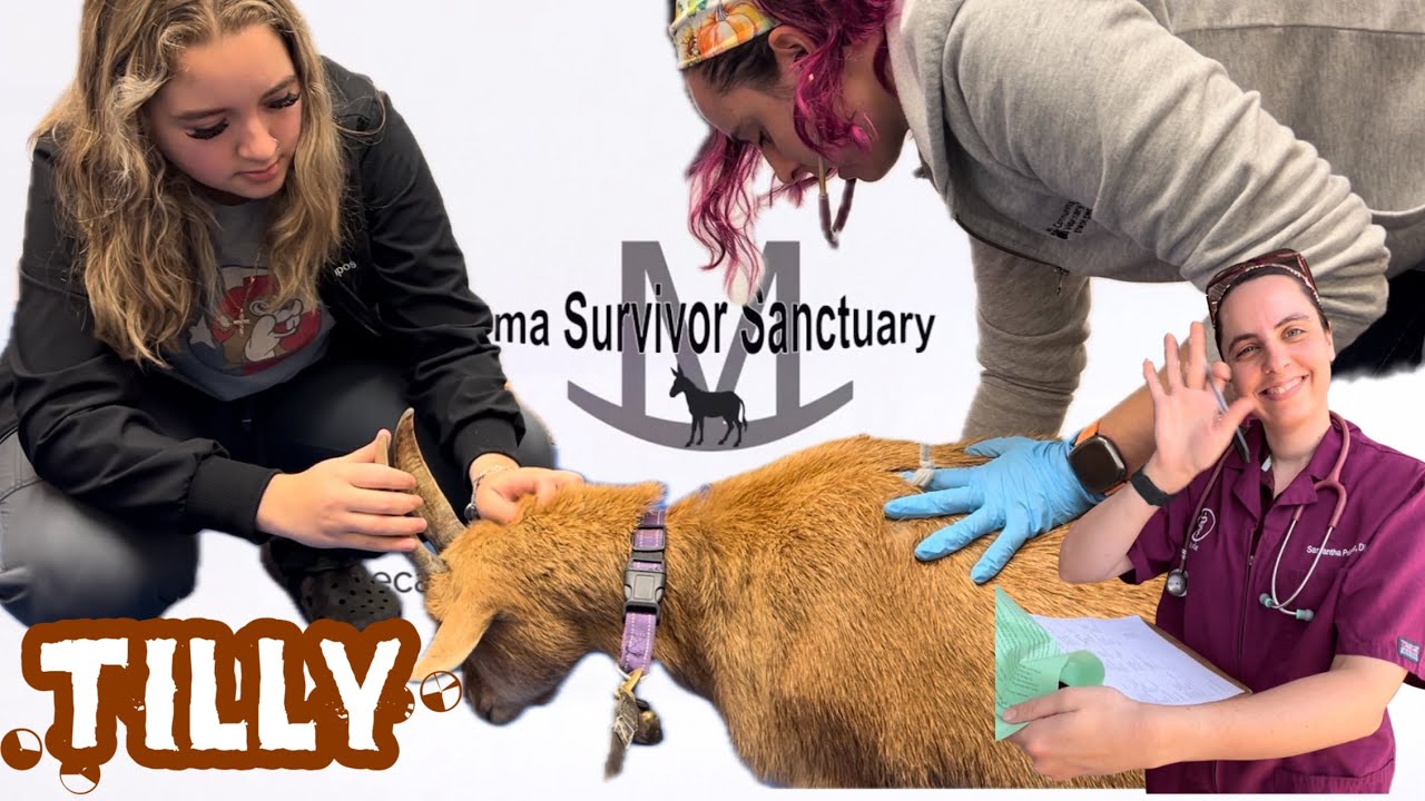 Questions Finally Answered about Rescue Goat Tilly - YouTube
