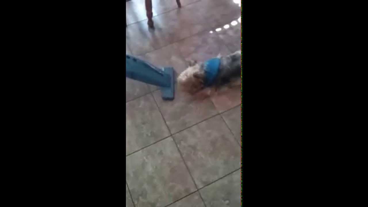 (CRIP)(DOG)(FIGHT) NASTY FIGHT BLOOD & CRIB - YouTube