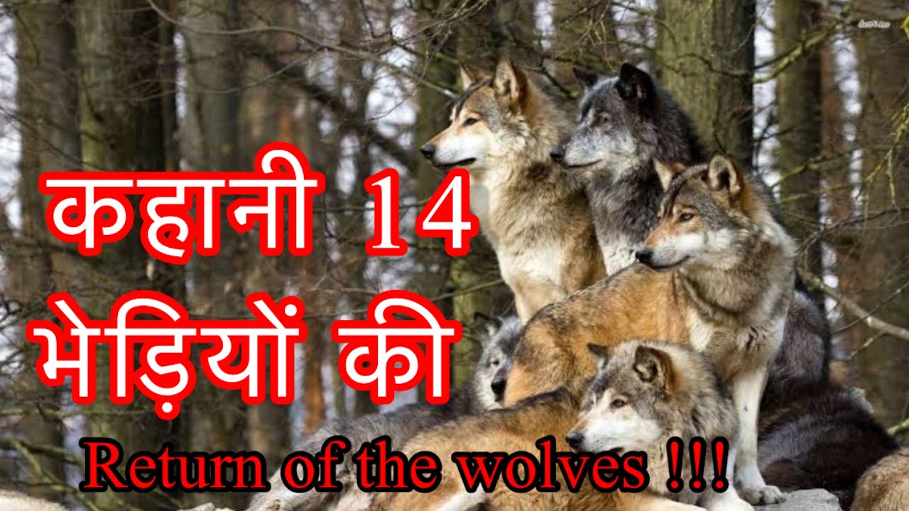 The Return of Wolves: How 14 Wolves Saved Yellowstone’s Ecosystem - YouTube