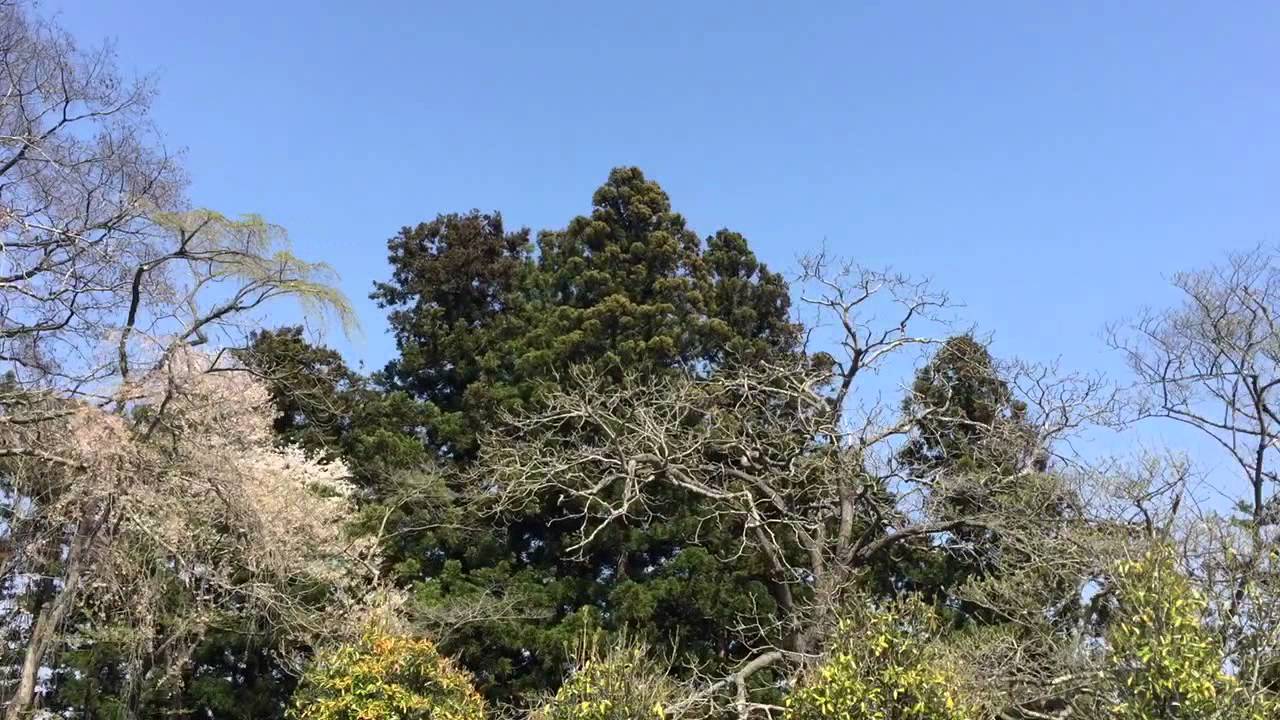 Sendai Forest, Sendai, Japan, Near Castle - YouTube