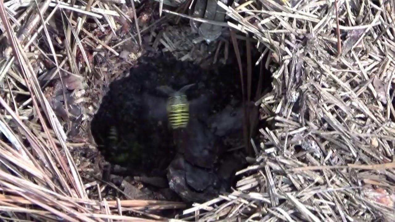 Huge yellow jacket colony found - YouTube