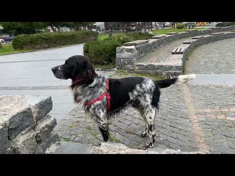 👑 Sokağın kralları bakamayacaksan besleme alma. Kangal Alabay güzel köpekler 
