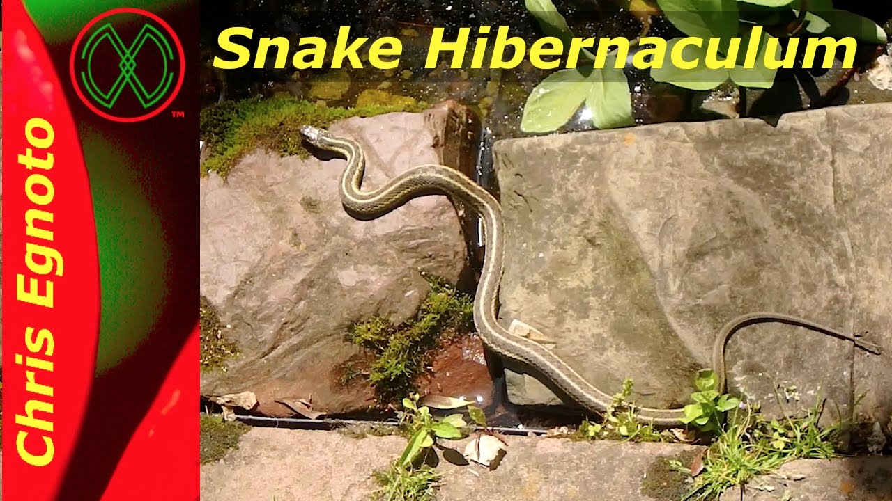 Snake Hibernaculum Herping tips - YouTube