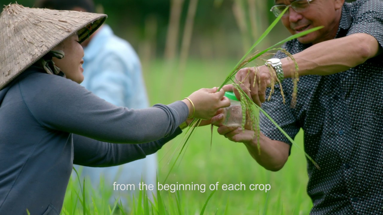 Training Vietnamese Rice Farmers - YouTube