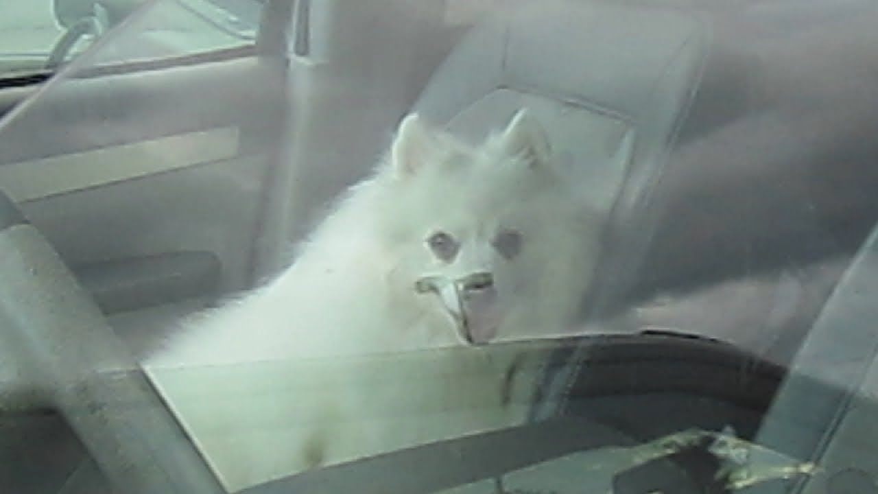 Saving Dogs by Smashing Windows - YouTube