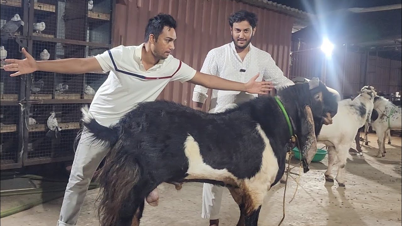Part 2 Biggest Goats Kota India Of Al Adl Goat Farm Mahapoli Bhiwandi ...
