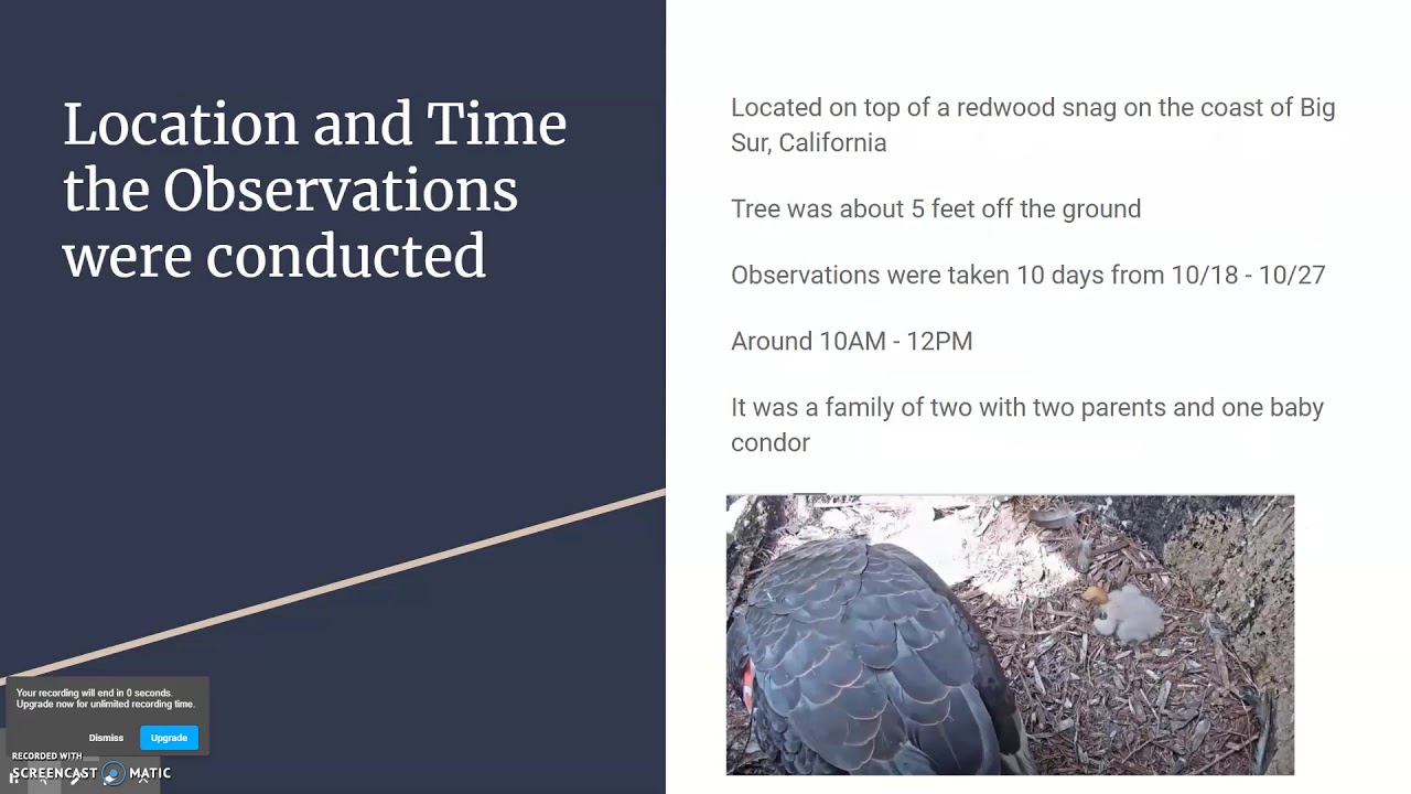 Ethology Project on the California Condor - YouTube